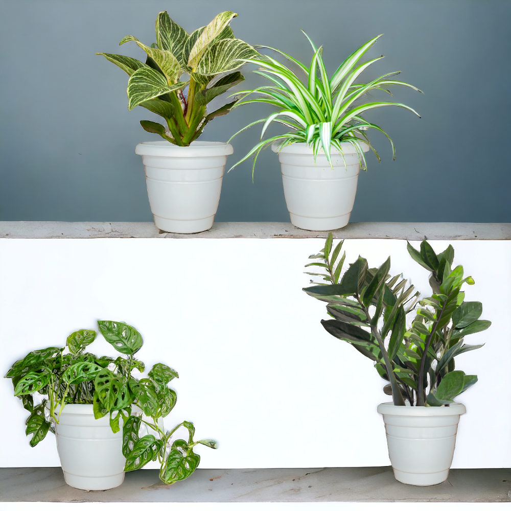 Indoor Combo: Philodendron, Spider Plant, Monstera & ZZ