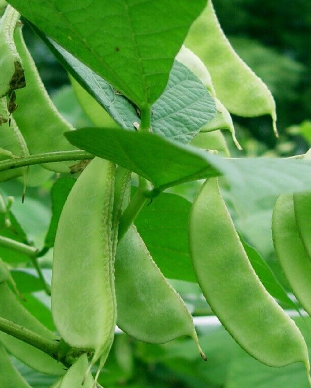 Sem Phali Seeds (Hyacinth, Lablab Bean) Online at Best Price with Home ...