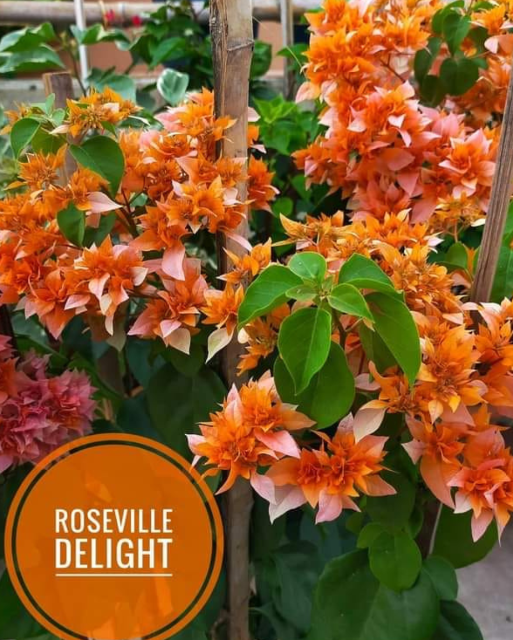 ROSEVILLE DELIGHT - Go Green