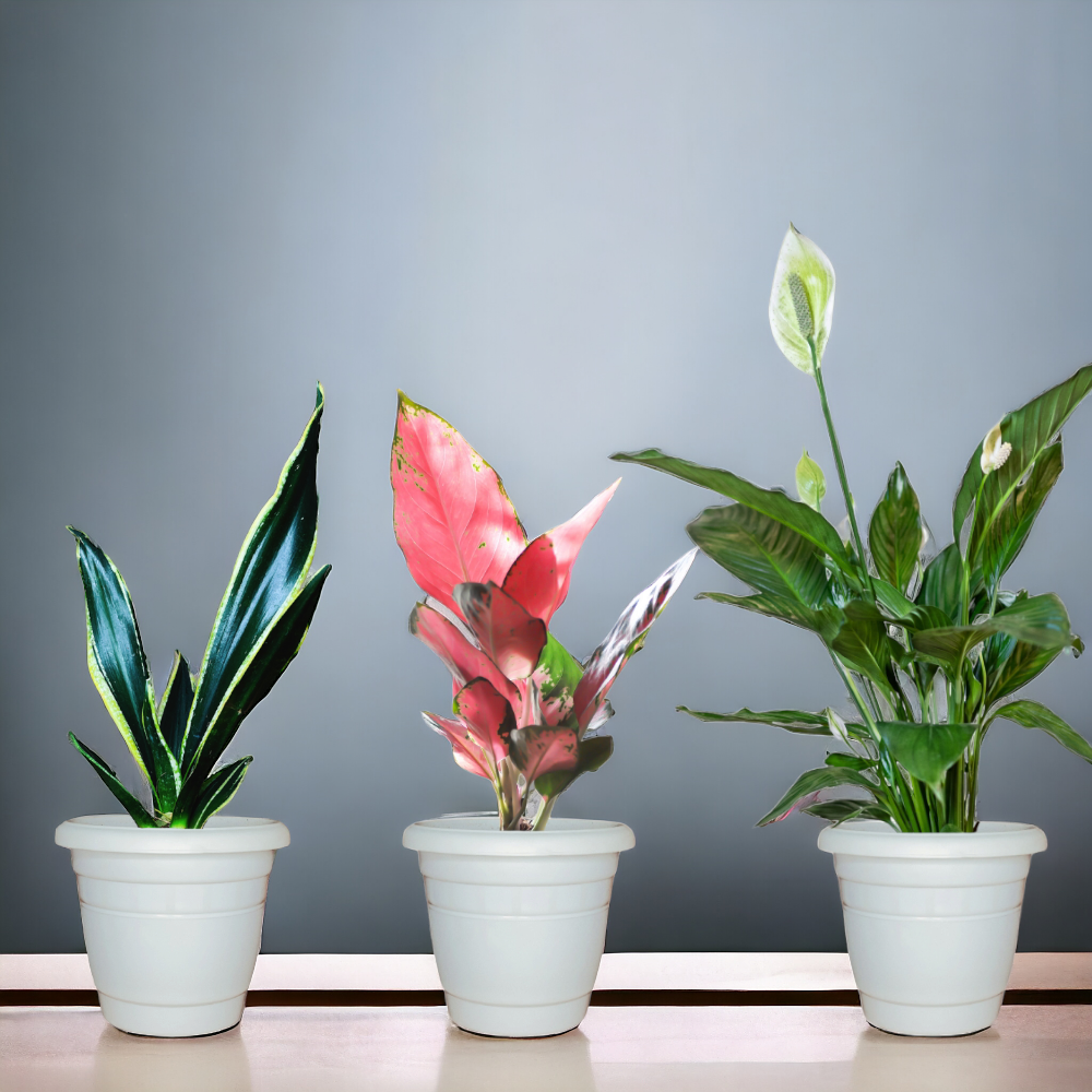 Tabletop Combo: Snake Plant, Pink Aglaonema, Peace Lily