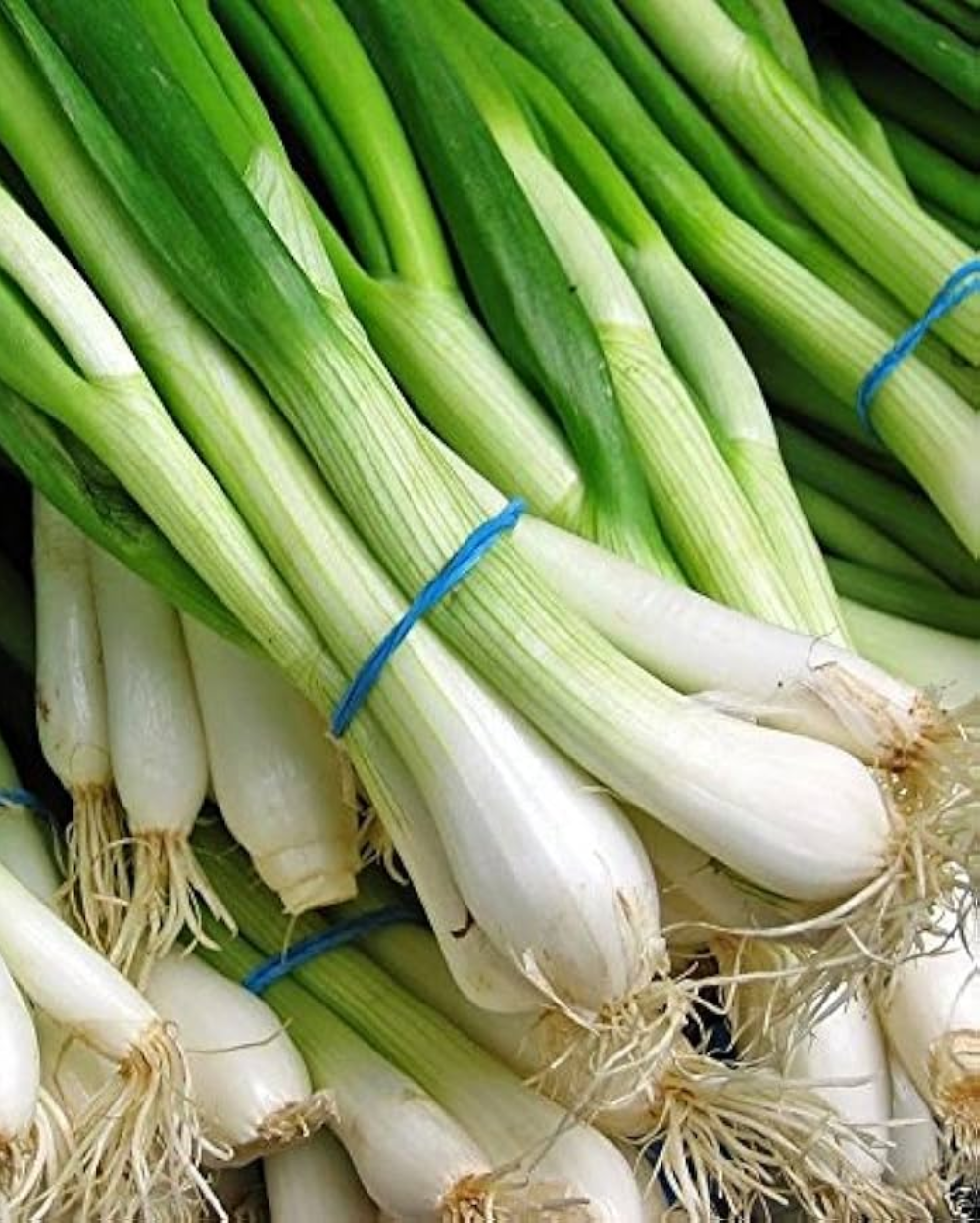 Hari Pyaaz Seeds (Green Onion & Spring Onion Leek) Online at Best Price