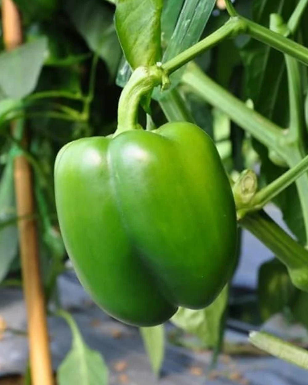 Shimla Mirch Seeds Online at Best Price with Home Delivery