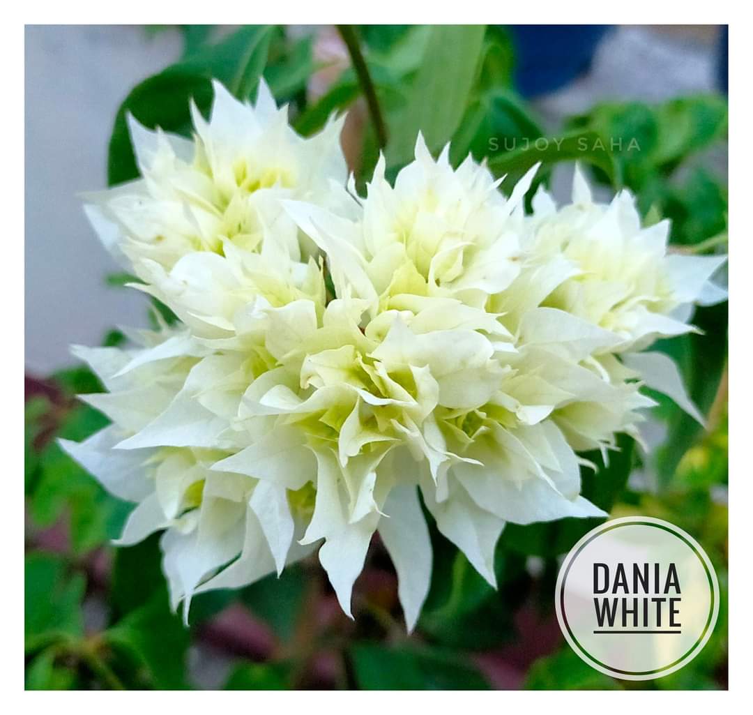 Dania White (Rooted) - Go Green