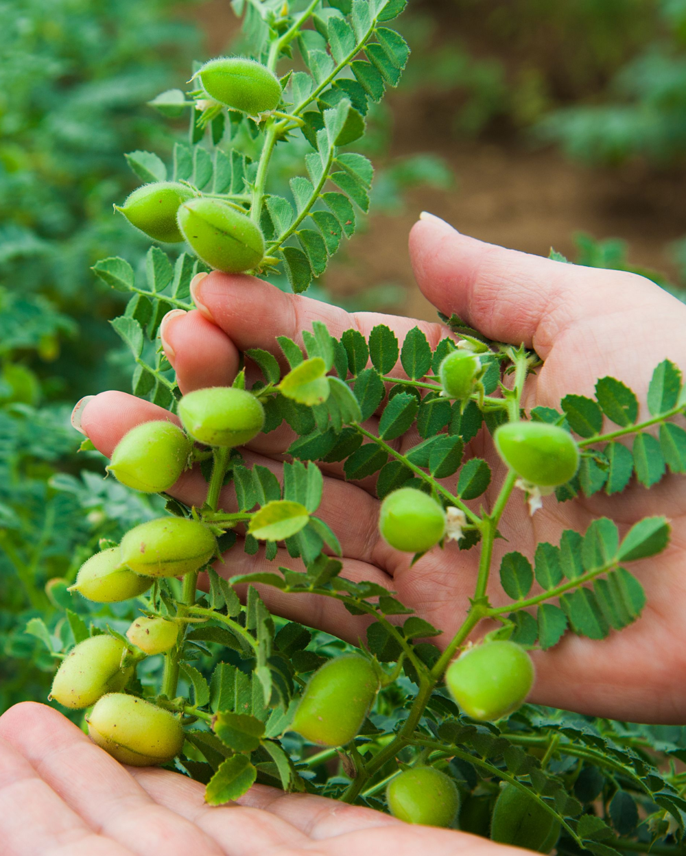 Hara Choliya (Green Chickpeas) Seeds Online at Best Price with Home ...