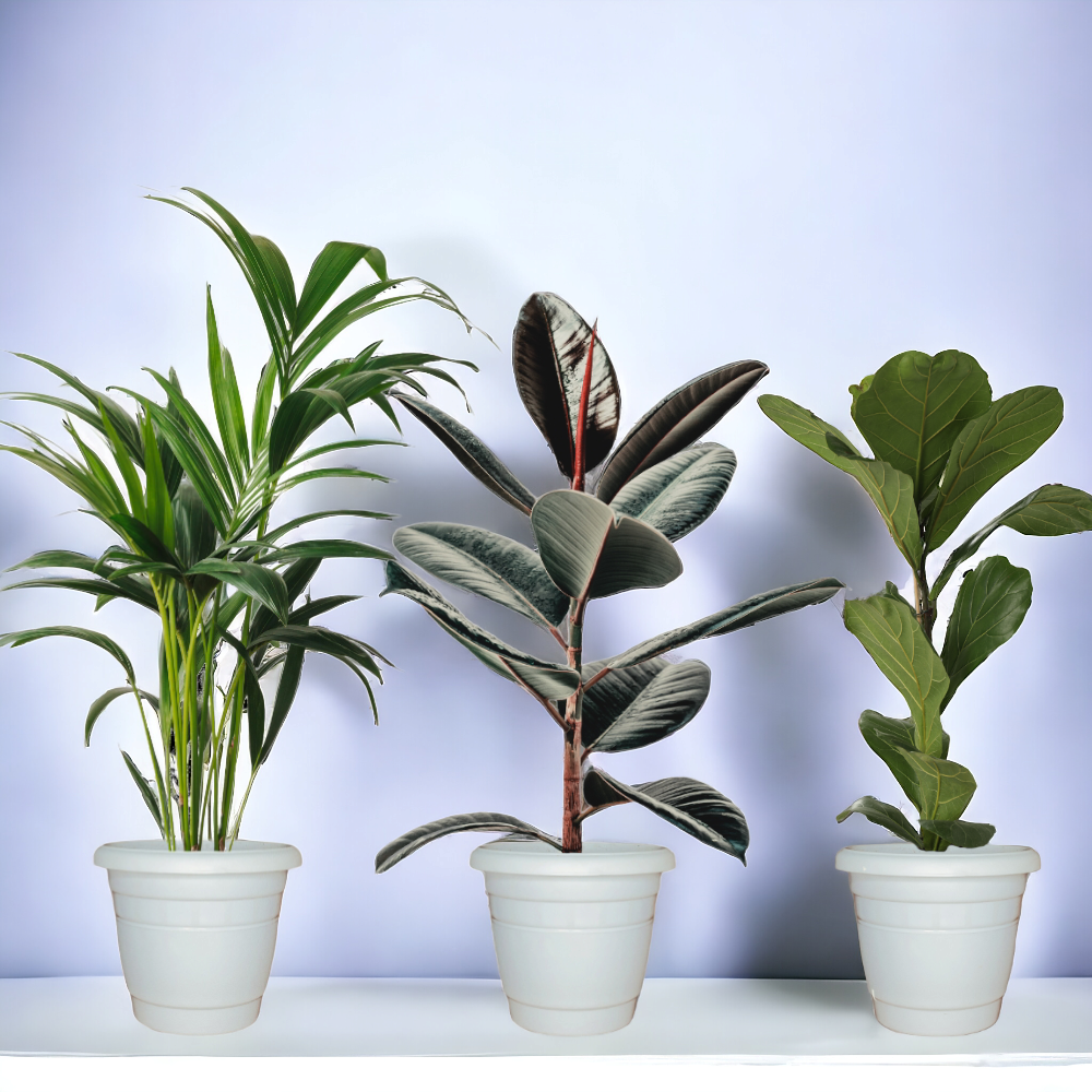Indoor Combo: Areca Palm, Rubber Plant, Fiddle Leaf Fig