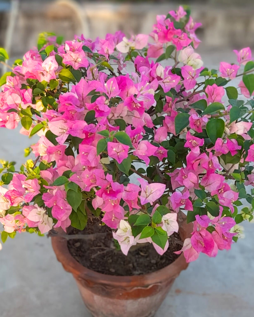 Thai Delight (Rooted) - Go Green