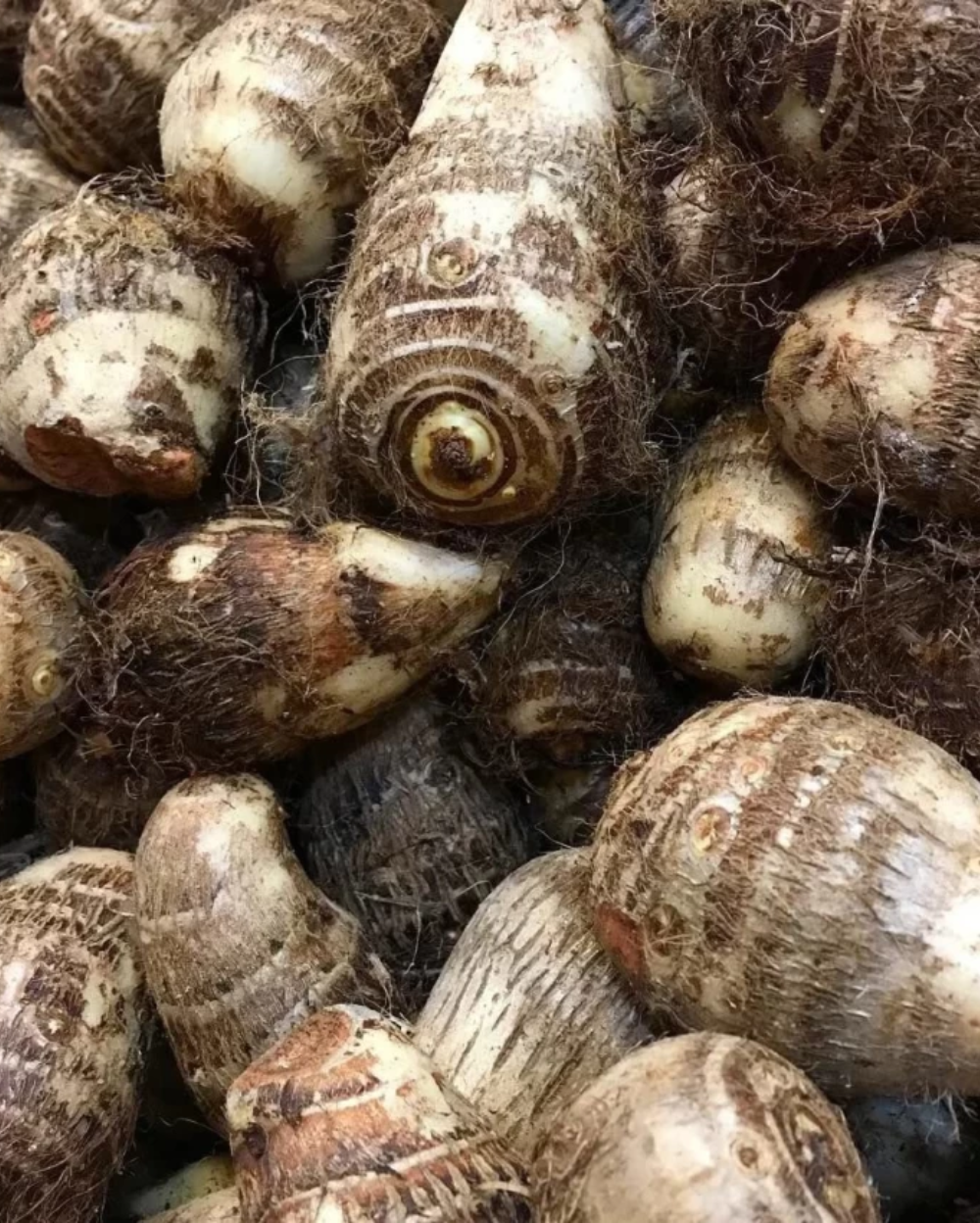 Arbi Seeds (Taro Root) Online at Best Price with Home Delivery