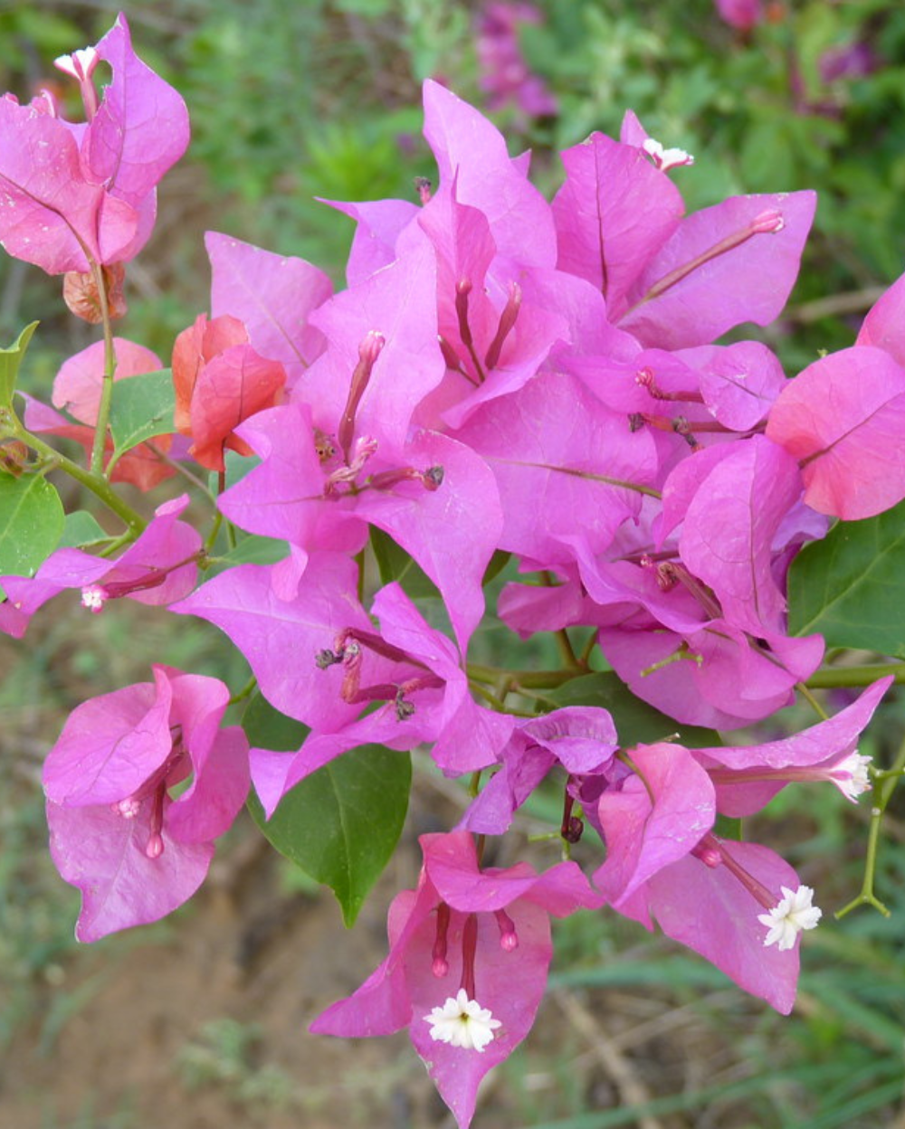 Partha (Rooted) - Go Green