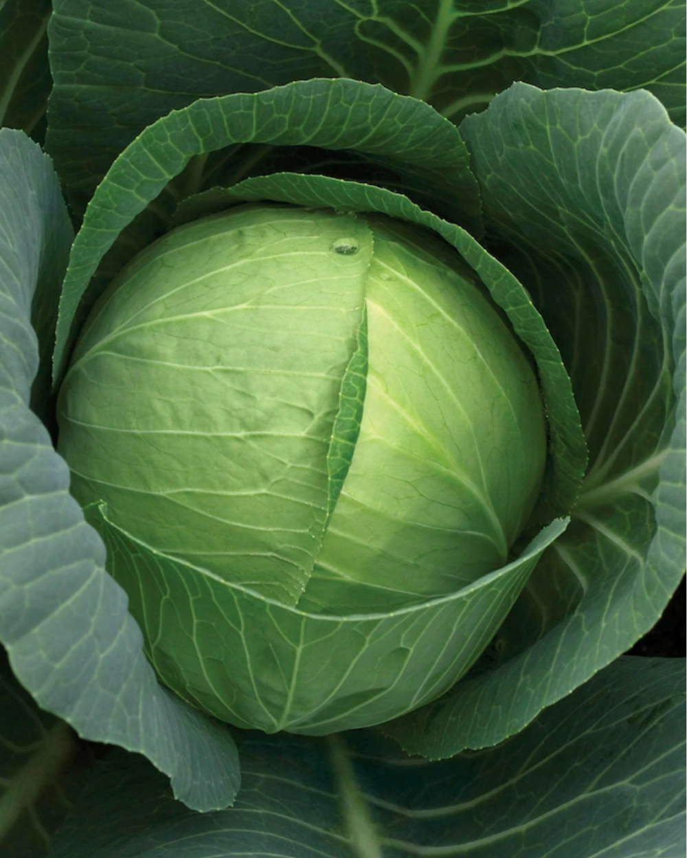 Band Gobi Seeds (Cabbage) Online at Best Price with Home Delivery