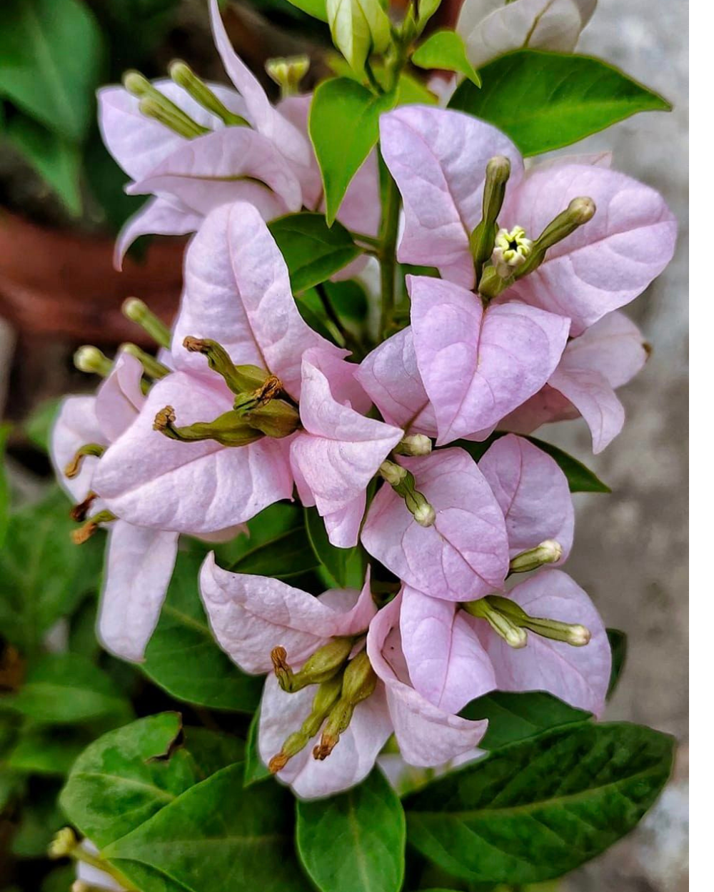 Lilac Formosa - Go Green