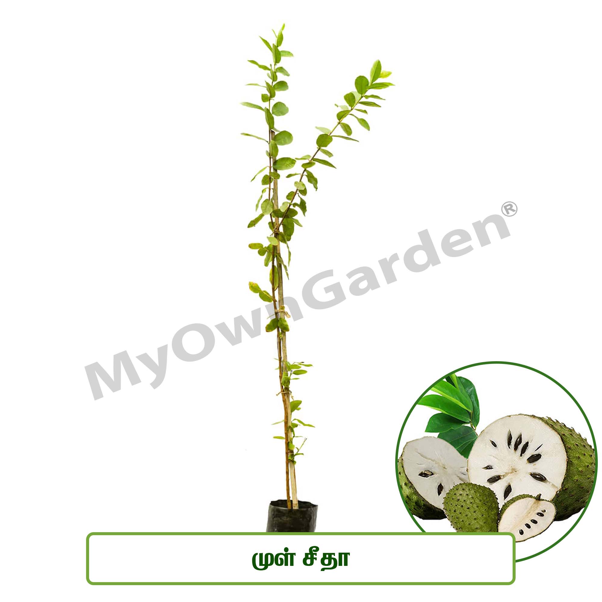 Buy Mul Seetha Plant Online - MyOwnGarden Plant Shop