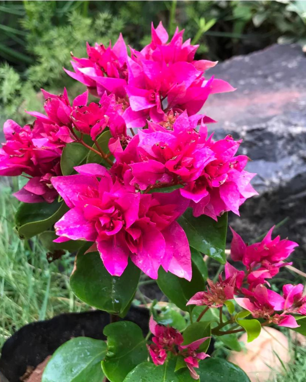 Mahara (Rooted) - Go Green