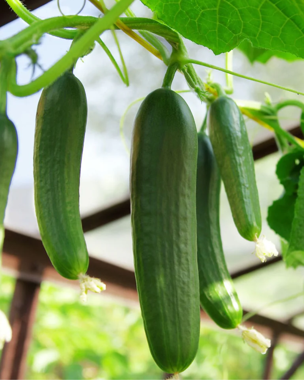 Kheera Seeds (Cucumber) Online at Best Price with Home Delivery