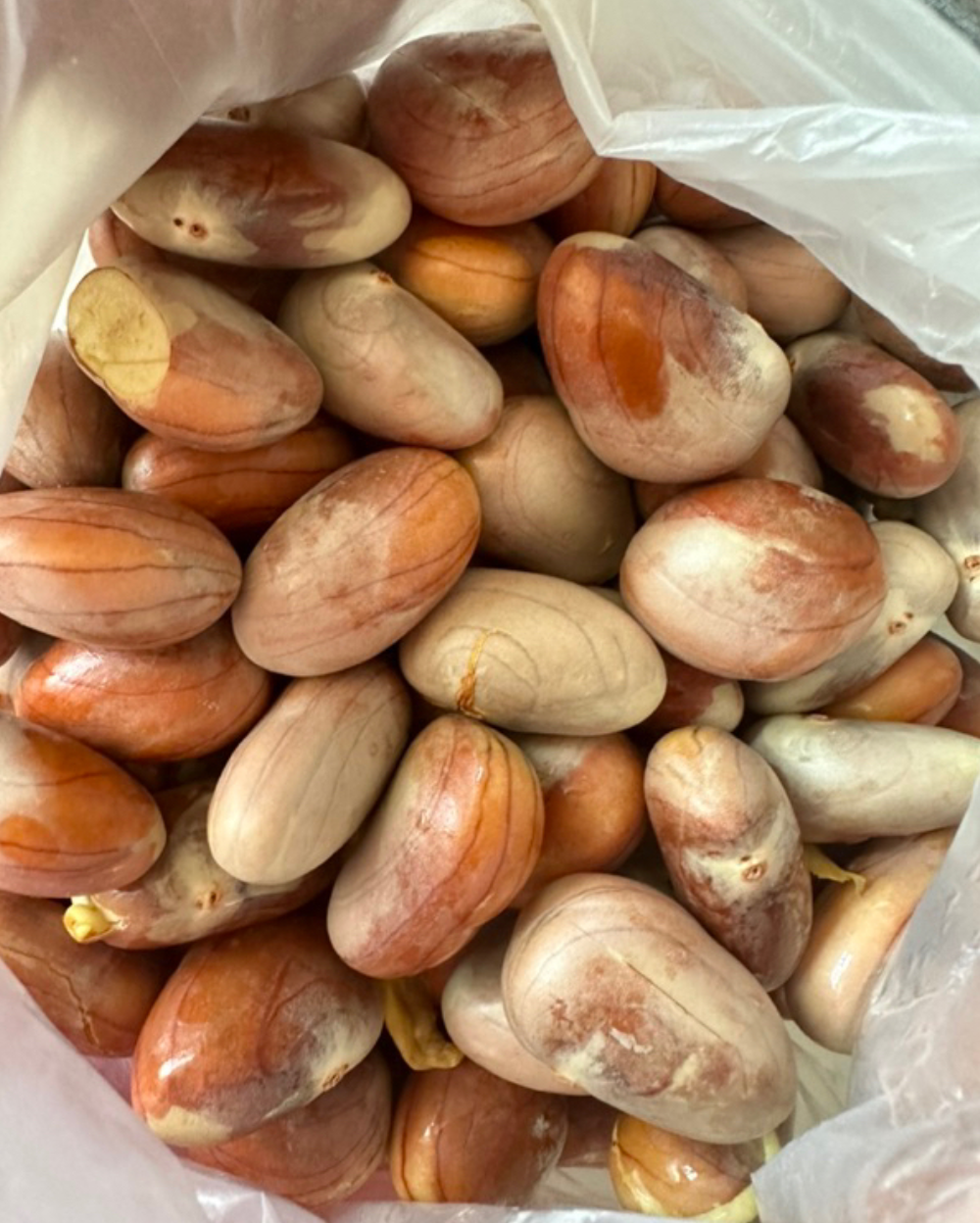 Kathal Seeds (Jackfruit) Online at Best Price with Home Delivery