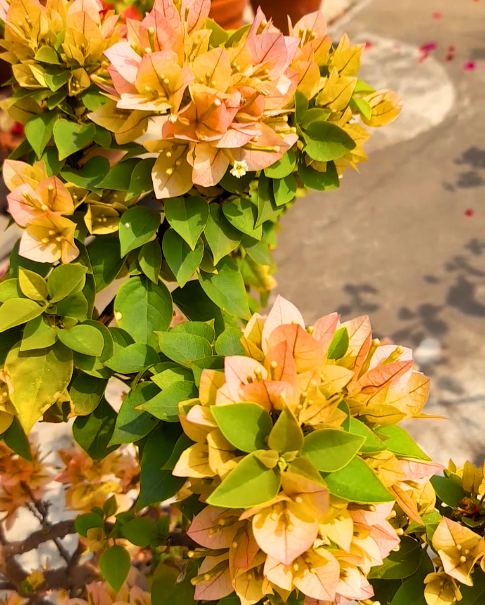 21 Jewels Yellow - Go Green