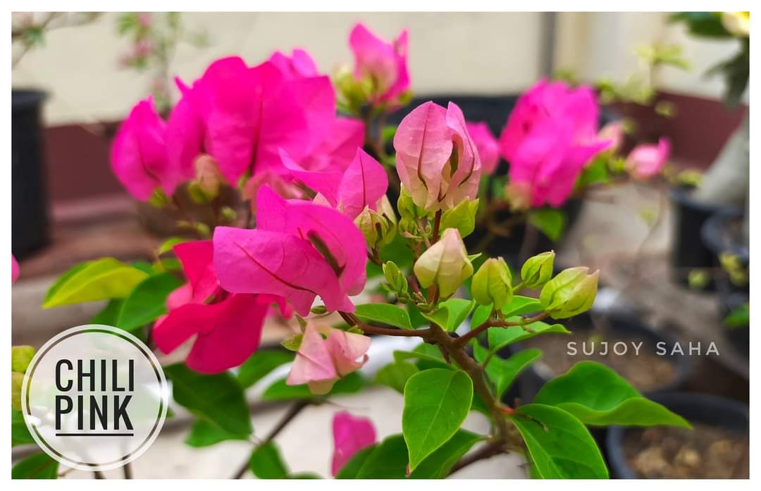 Chilli Pink (Rooted) - Go Green