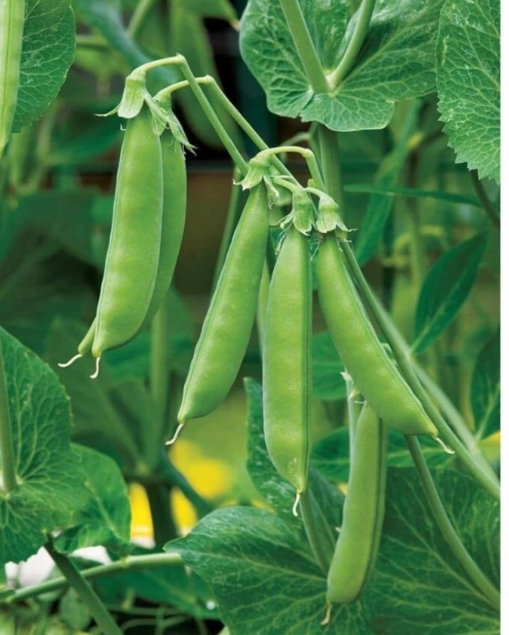 Matar Seeds (Peas) Online at Best Price with Home Delivery