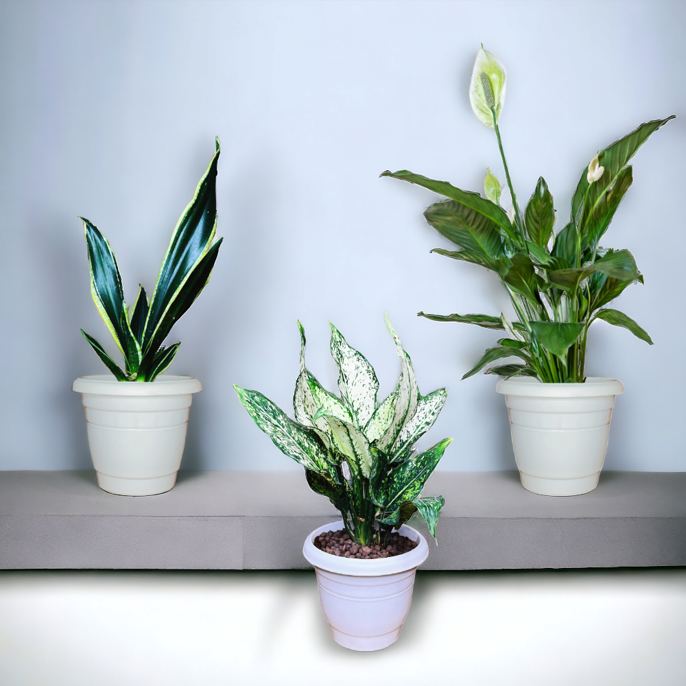Indoor Combo: Snake Plant, Peace Lily & Aglaonema Green