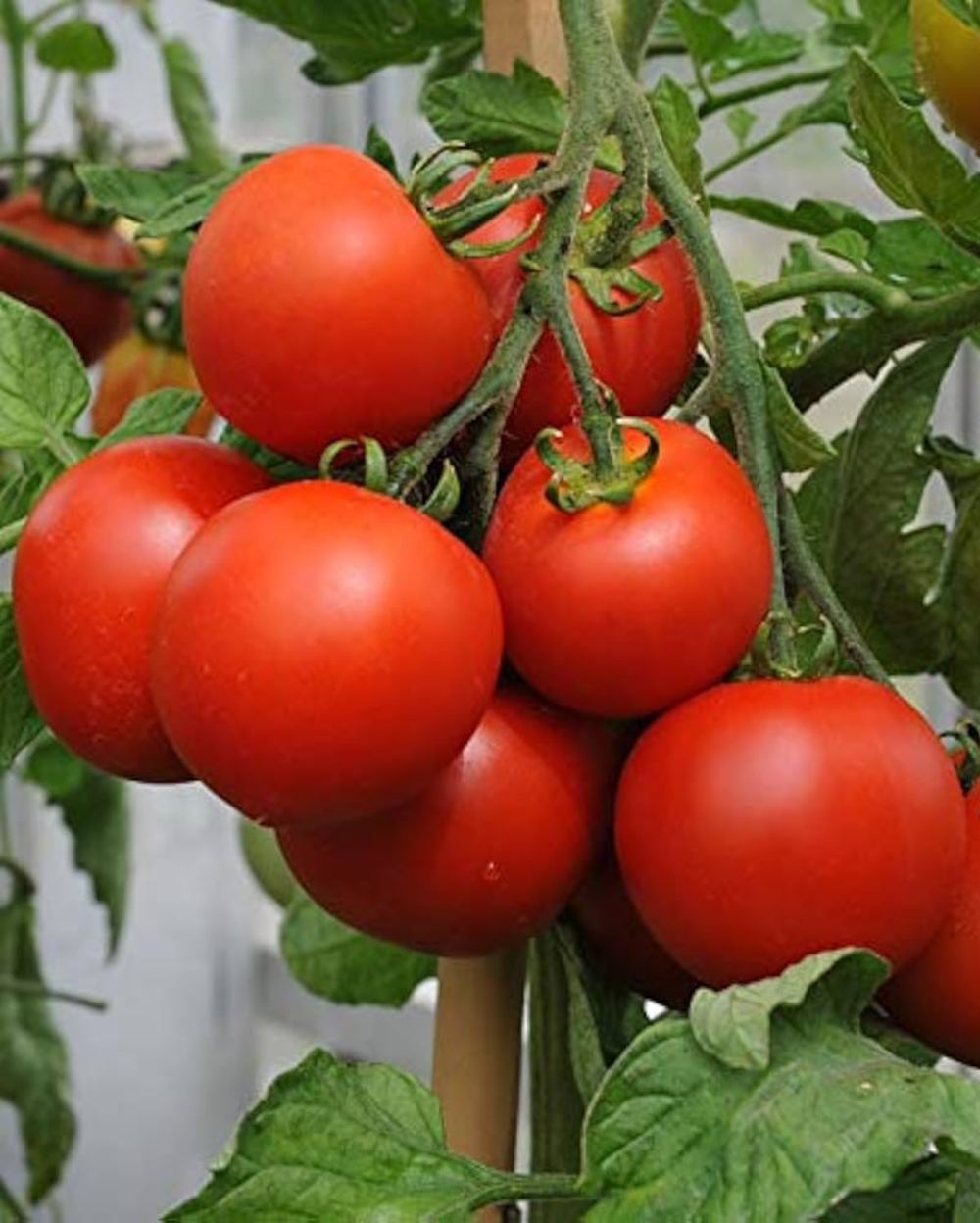 Tamatar Hybrid Seeds (Tomato) Online at Best Price with Home Delivery