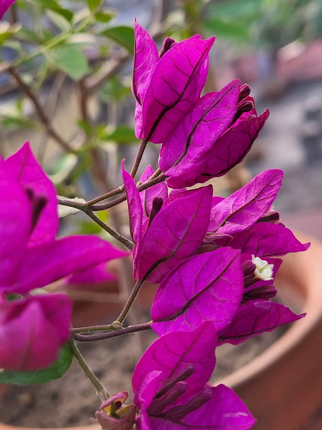 TANGLONG PURPLE - Go Green