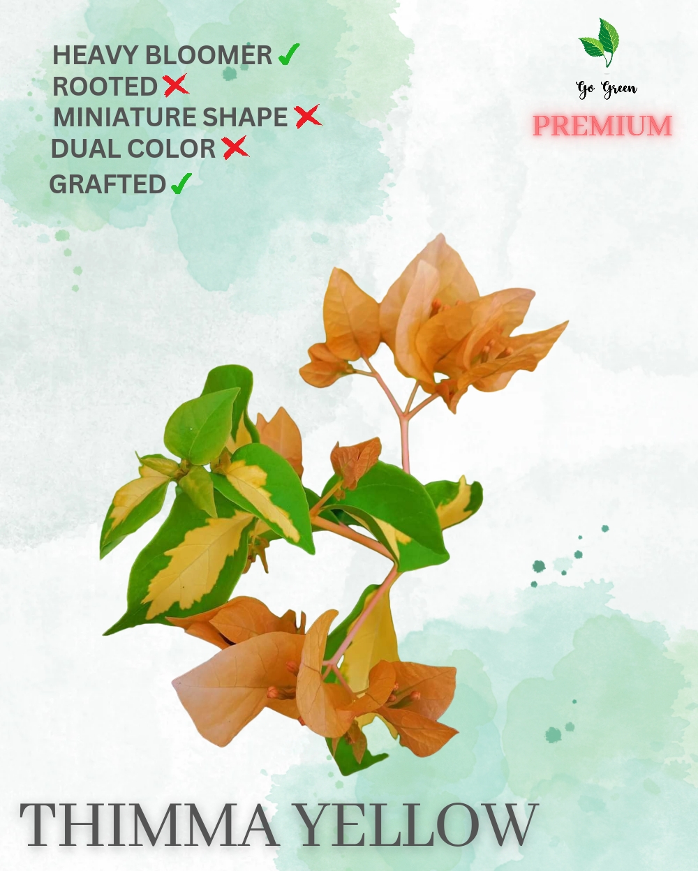 Thima yellow(GRAFTED) Bougainville - Go Green