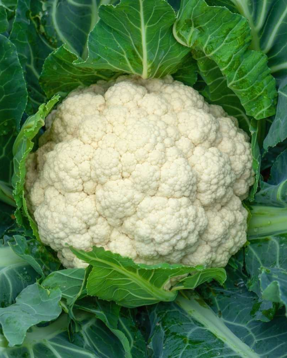 Phool Gobhi Seeds (Cauliflower) Online at Best Price with Home Delivery