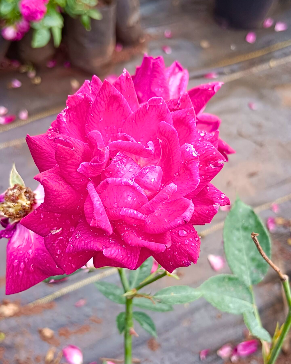 Red Rose Flower Plant - Thanjavur Paneer Rose Plant