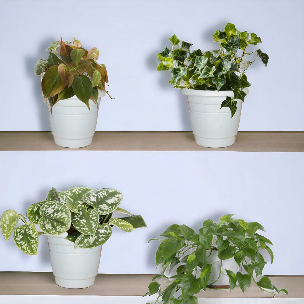 Indoor Combo: Micans, Satin Pothos, English Ivy, Scandens