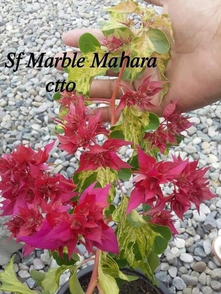 SF Mahara - Go Green