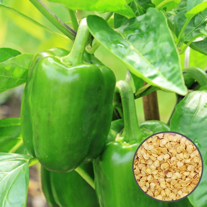 Premium Quality Capsicum Seeds for Home Gardening