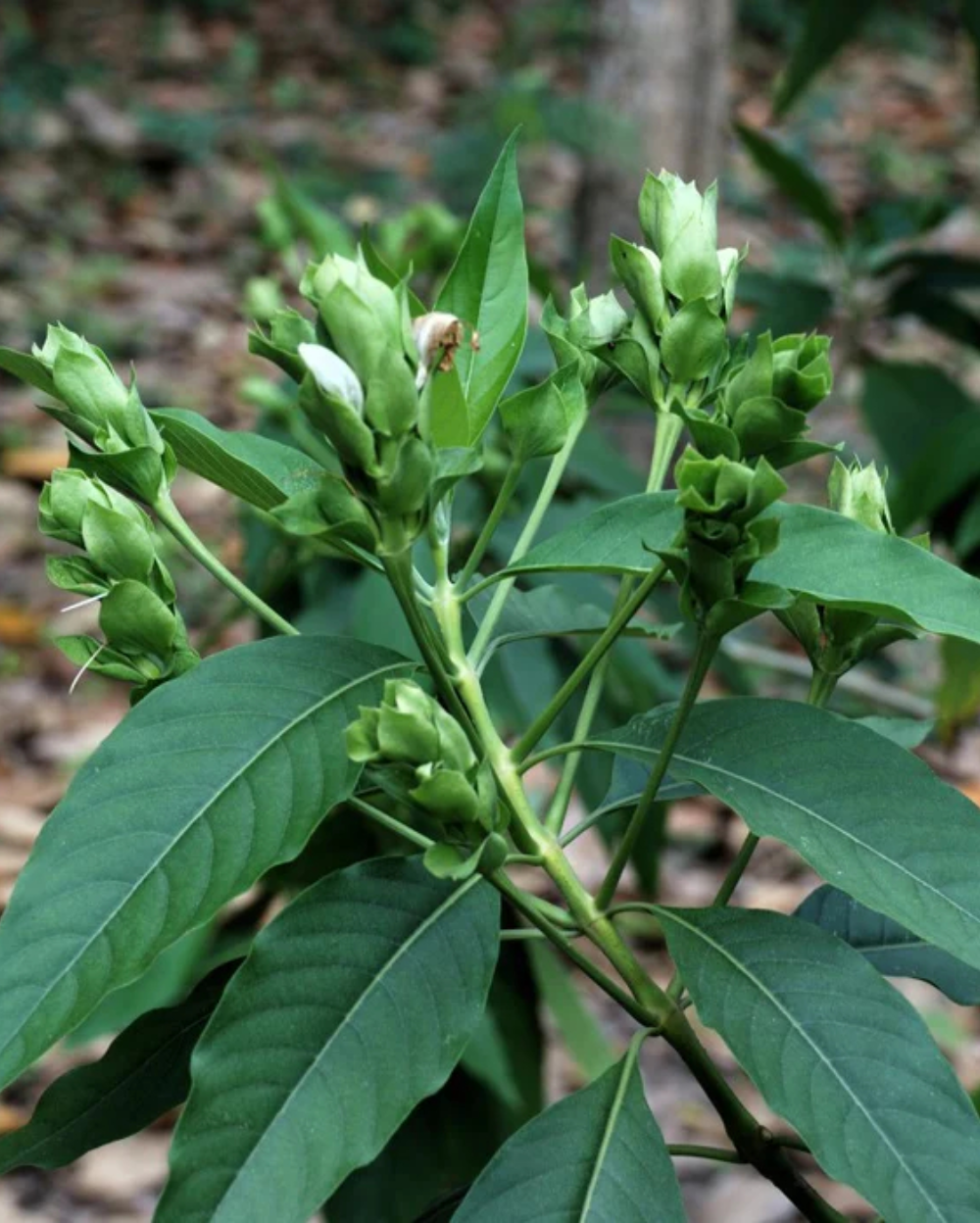 Vasaka (Adusa) & Malabar Nut Plant Online with Home Delivery