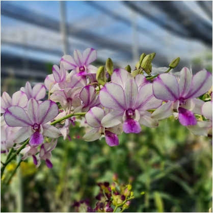 Dendrobium Pop's Eye - Go Green