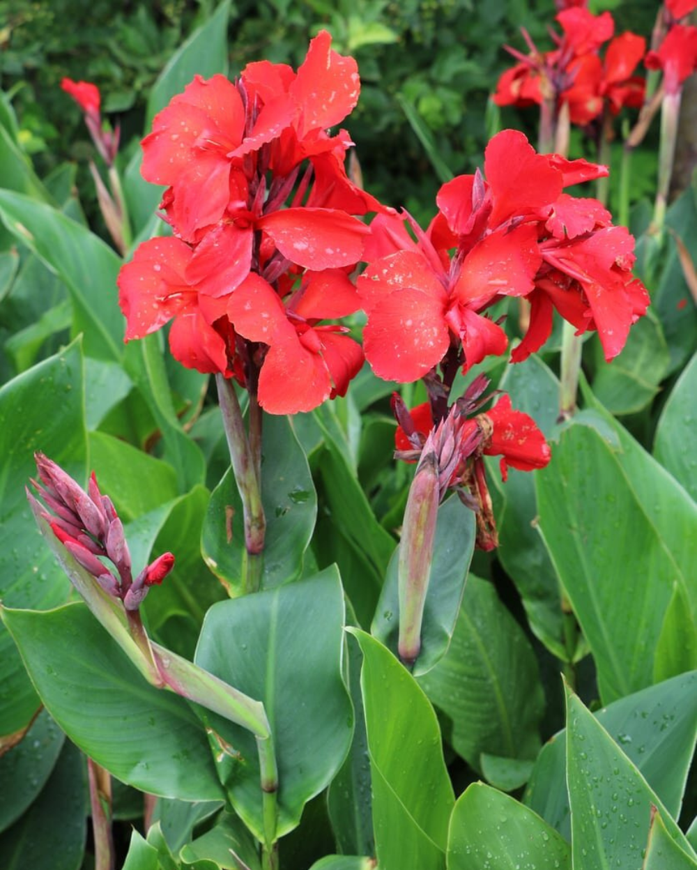 Canna Lily Plant, Canna Flower Plant, कन्ना लिली का पौधा, Winter ...