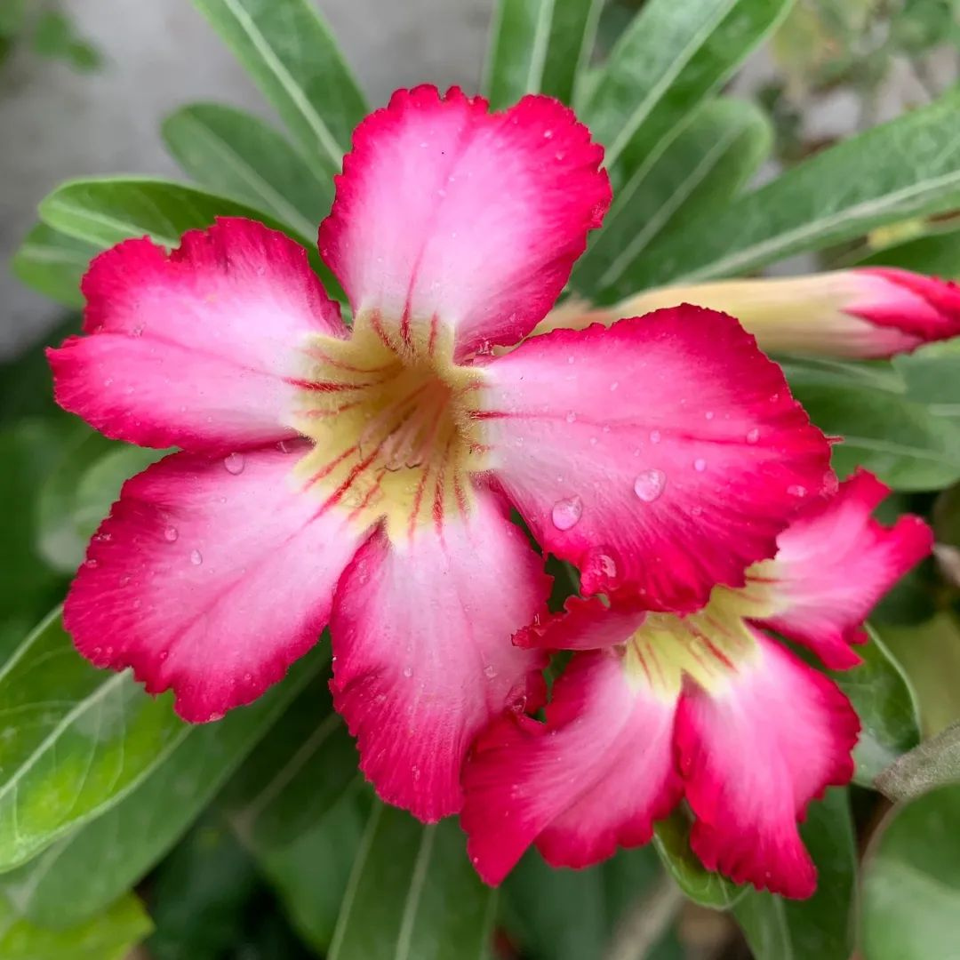 Buy Adenium Plants Online in Delhi, Gurgaon & Noida - Rajdhani Nursery