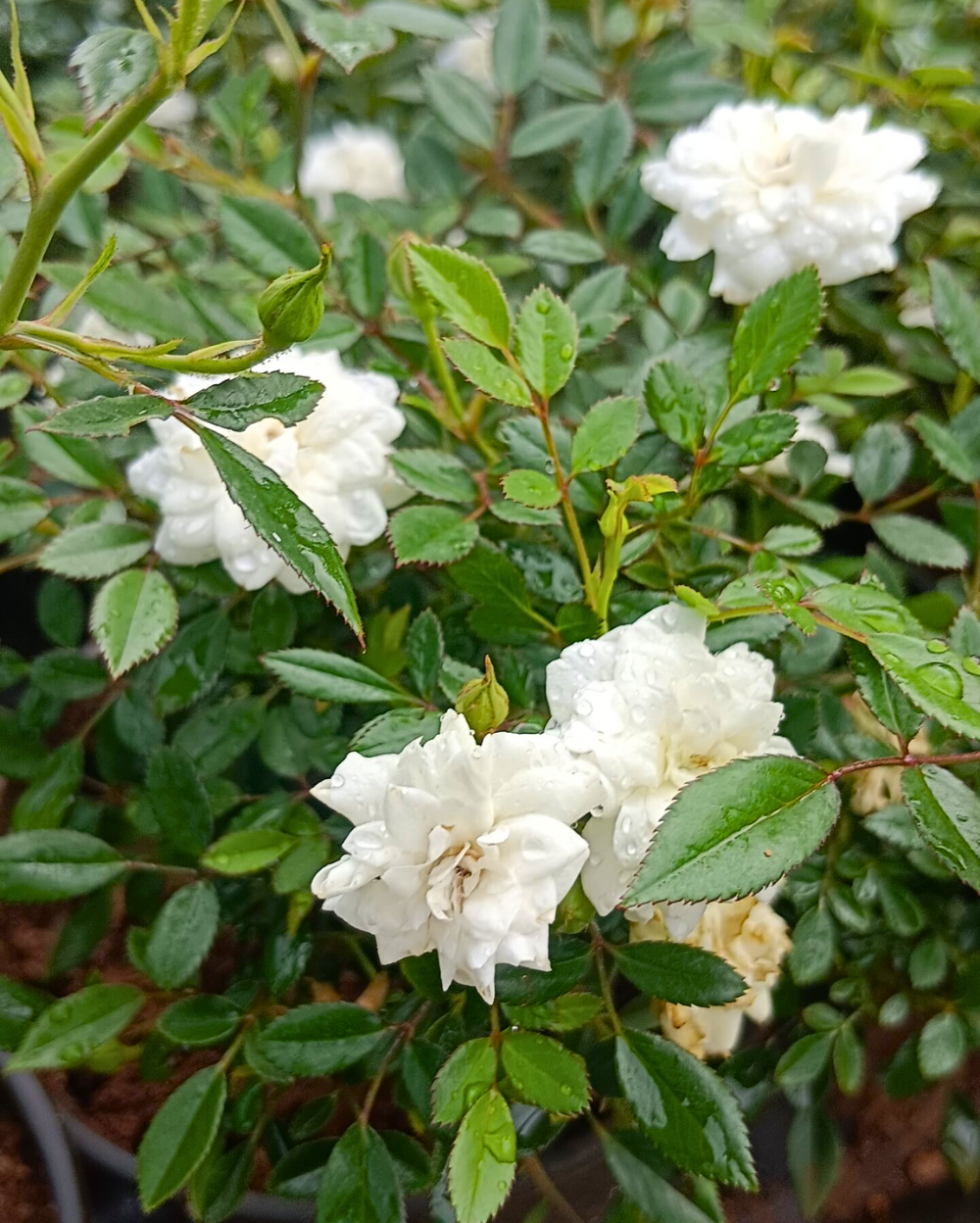 Mini White Rose Plant - Mini White Rose Flowers Plant
