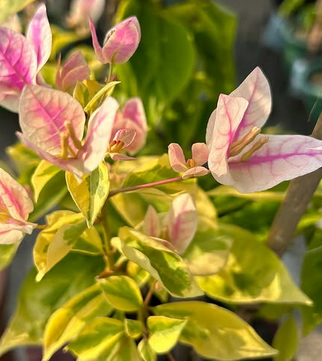 Royal Splash - Go Green