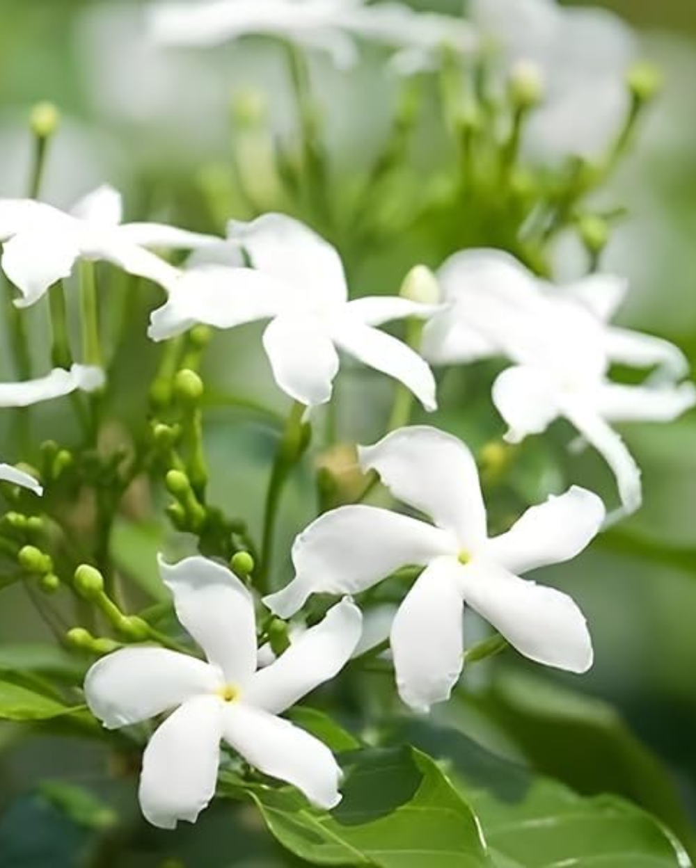 Tagar Mini Plant (Crape Jasmine, Chinese Tagar) Online in Delhi