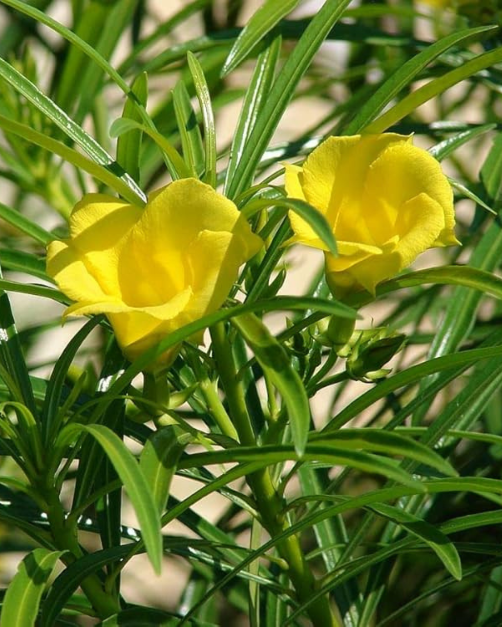 Kaner Flowering Plant (Yellow), Nerium Oleander Flower Plants, Arali Plant