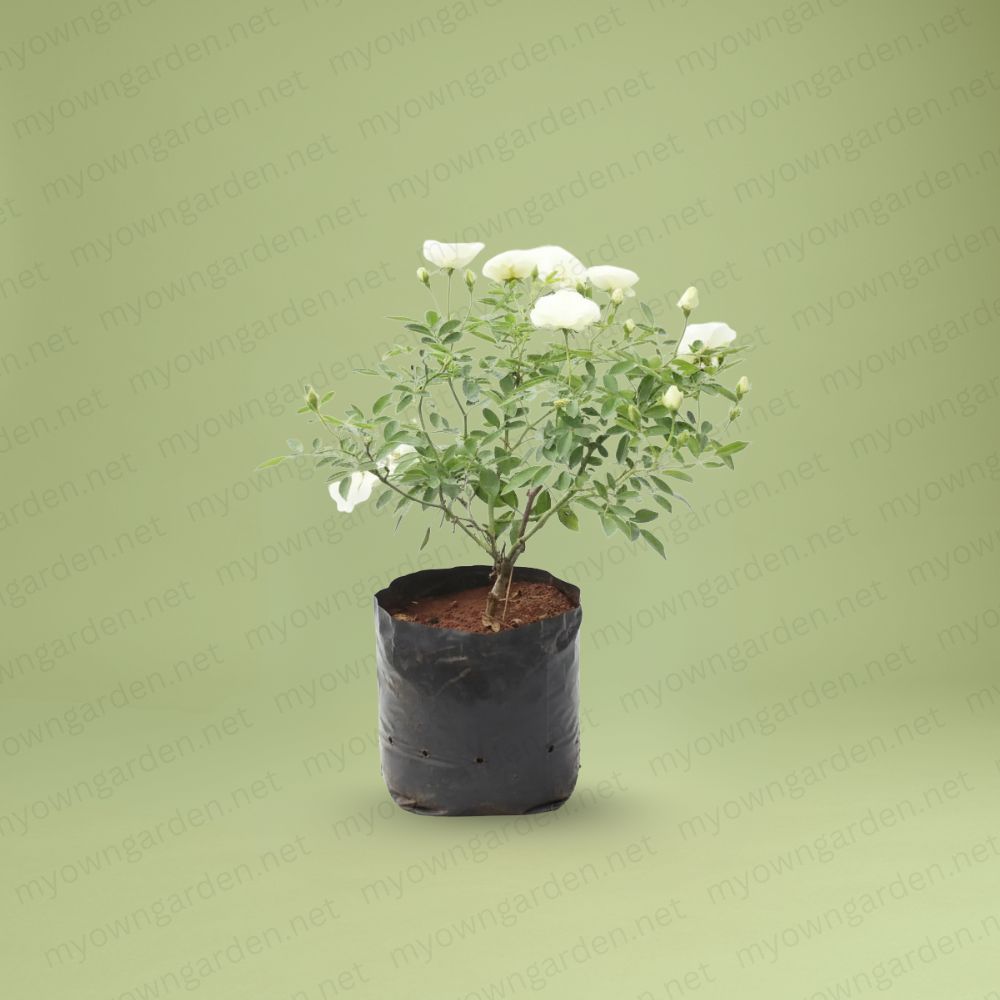 Button Rose Plant White – Miniature Rose for Home Garden | Buy Online India