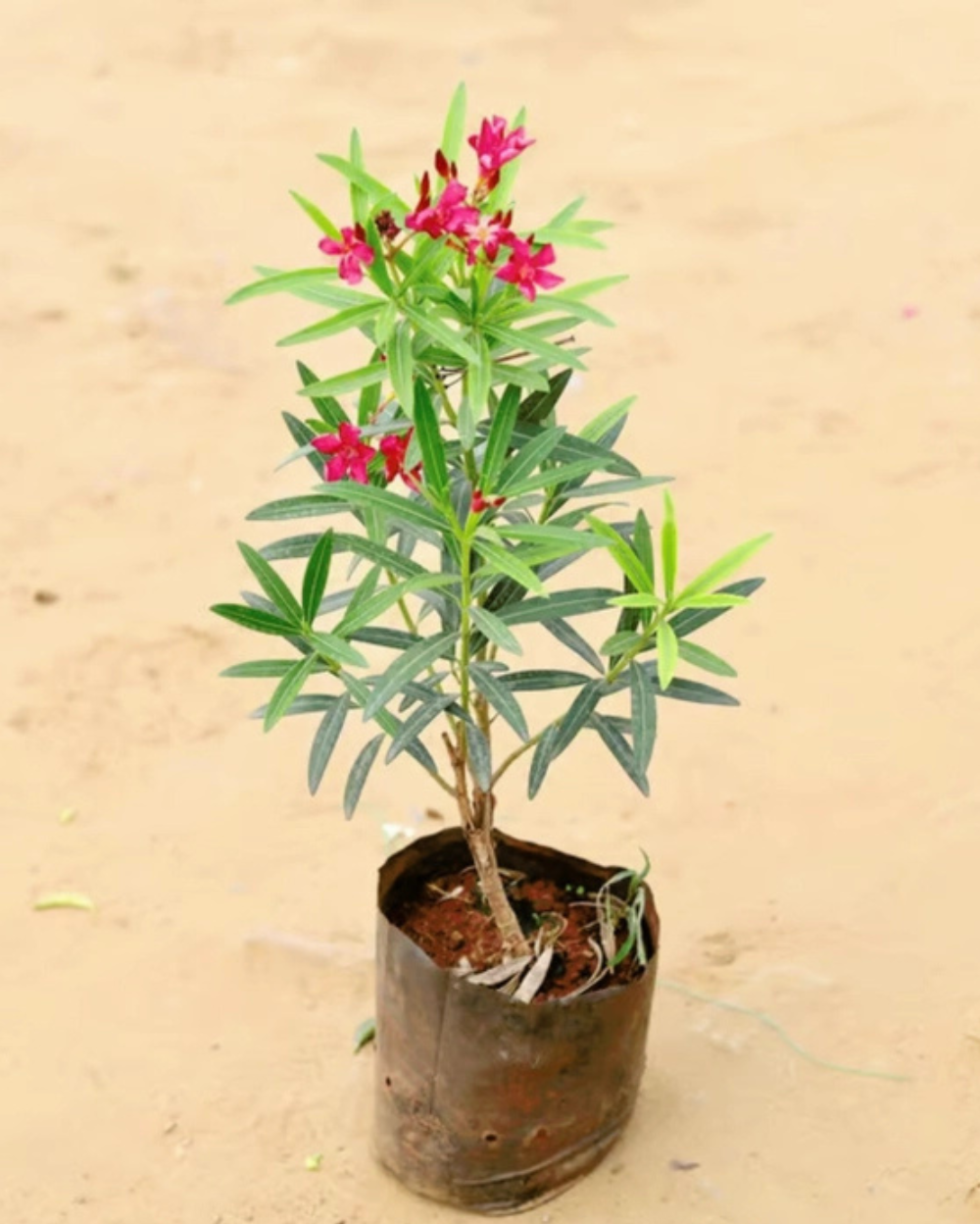 Kaner Flowering Plant, Nerium Oleander Flower Plants, Arali Plant