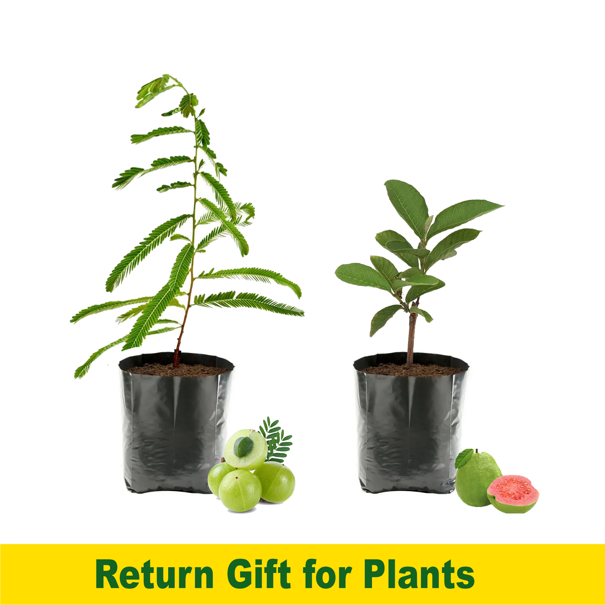 Return Gift Plants for Fruits Pack of 100 - MyOwnGarden®