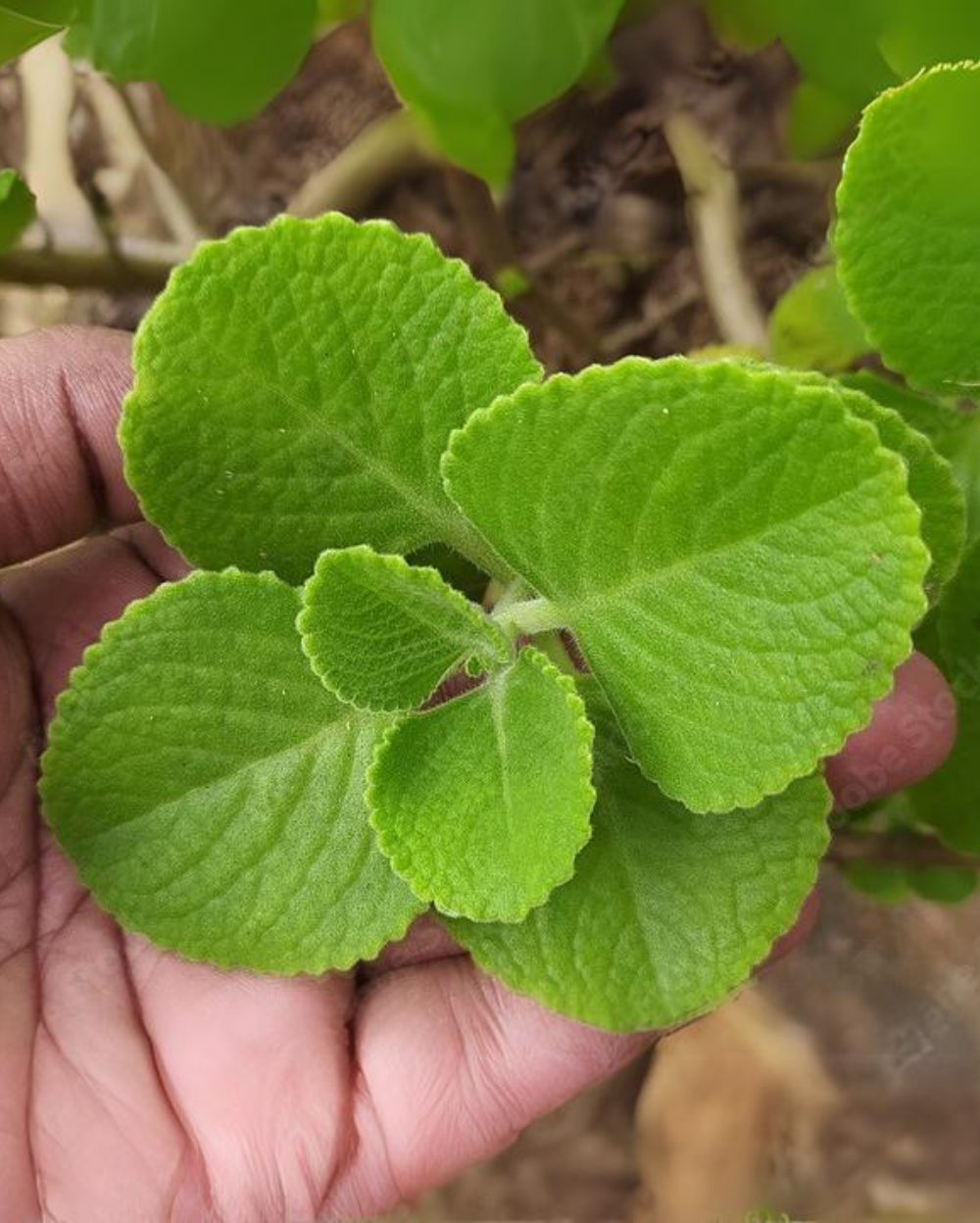 Ajwain (Carom) Plant Online at Best Price in Delhi | OnlinePlantscart.in