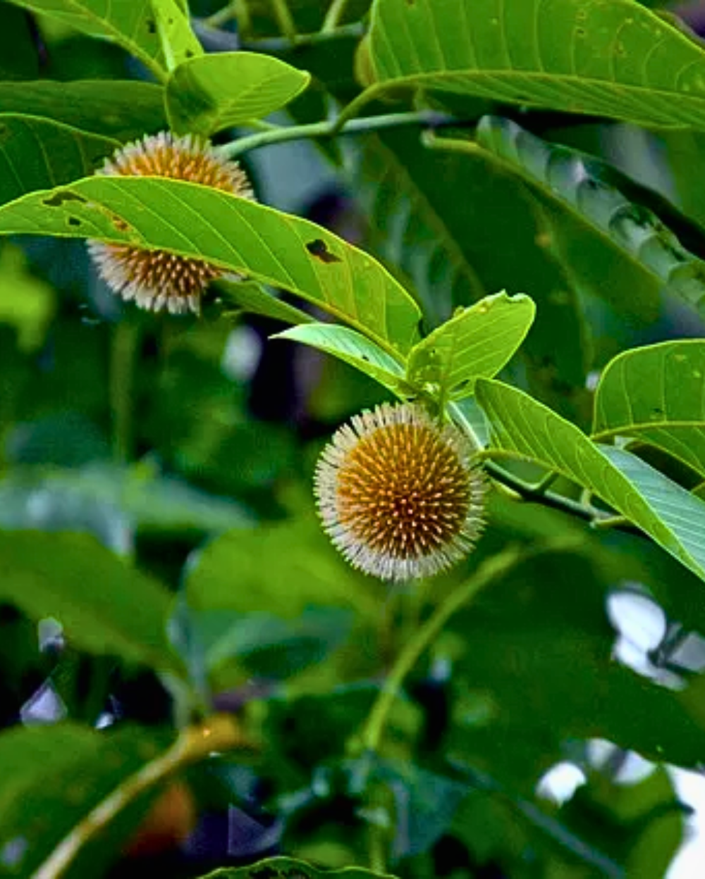 Kadam/Kadamba Medicinal Plant, Burflower-Tree Plant, Kadamba Tree ...