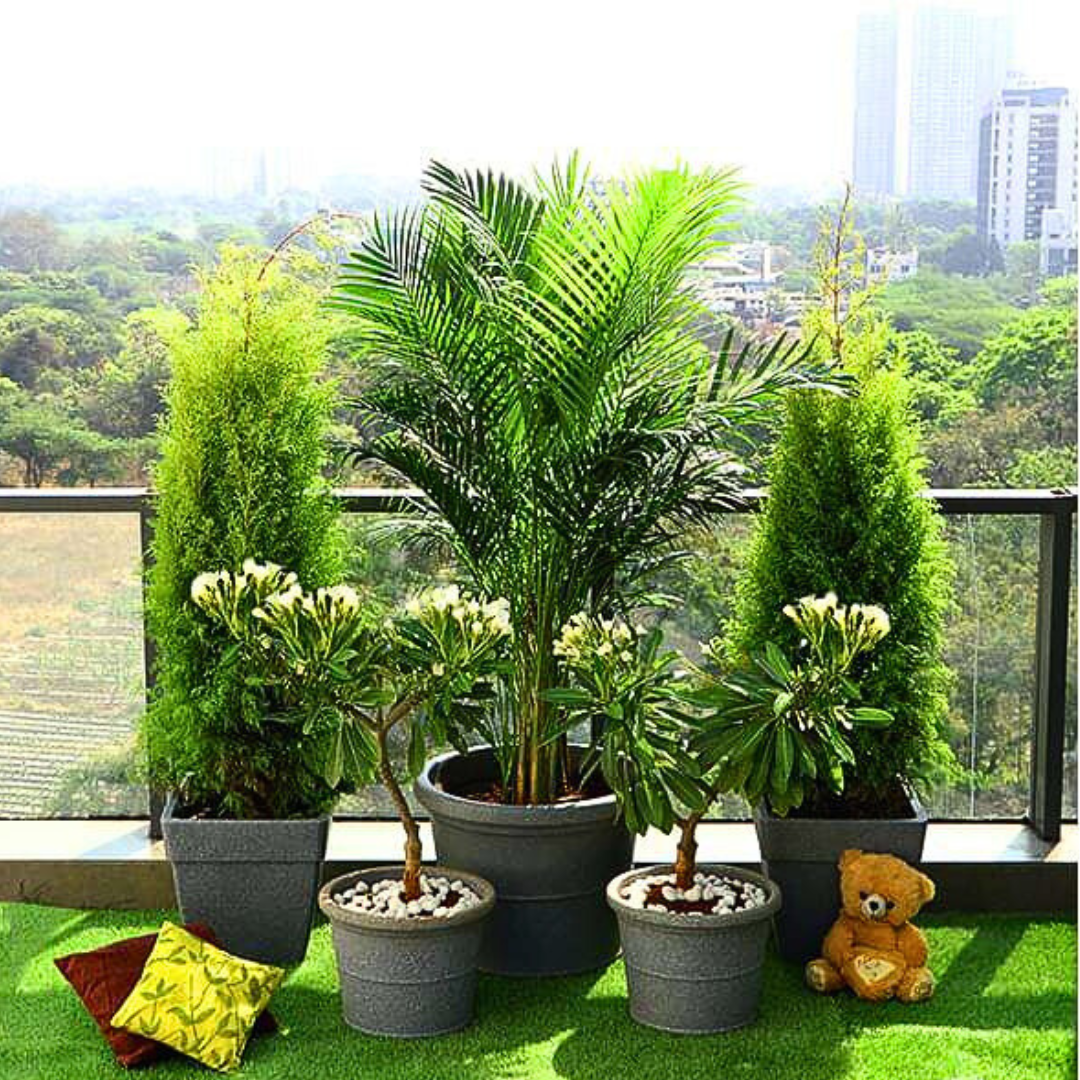 Buy Outdoor Plants Online in Delhi, Gurgaon & Noida - Rajdhani Nursery