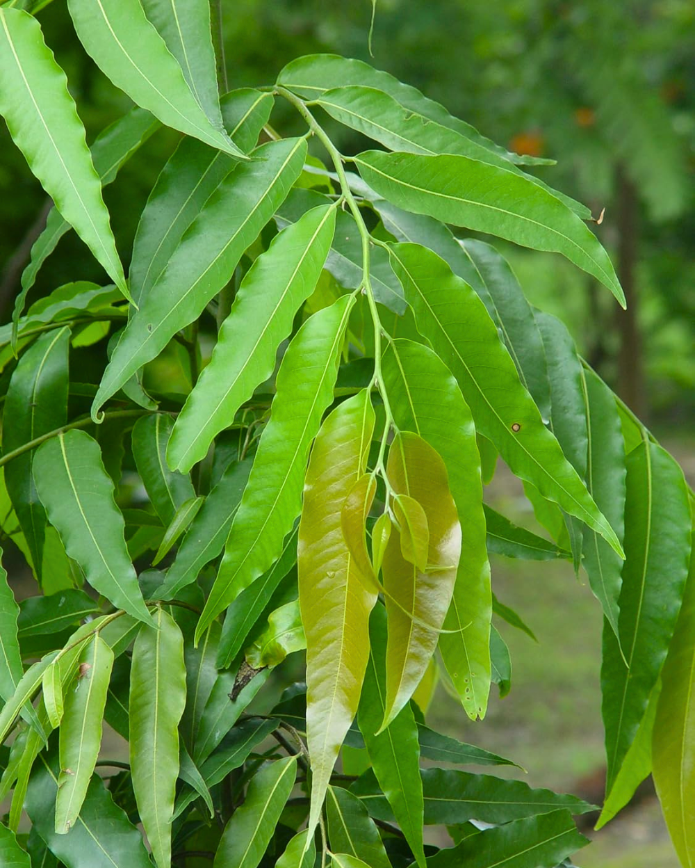 Buy Ashoka Plant Online in Delhi at Best Price - Onlineplantscart