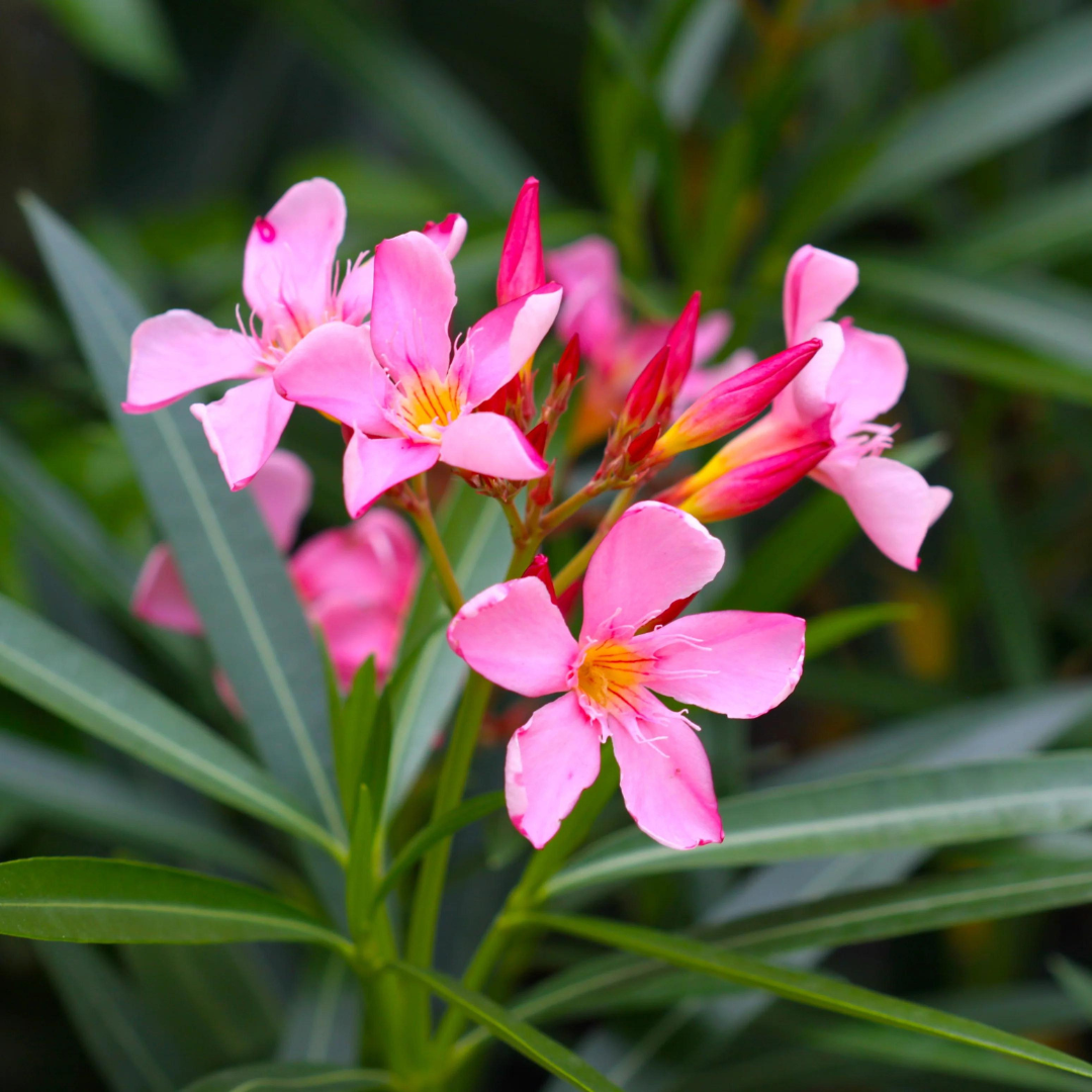 Kaner Plants Online in Delhi