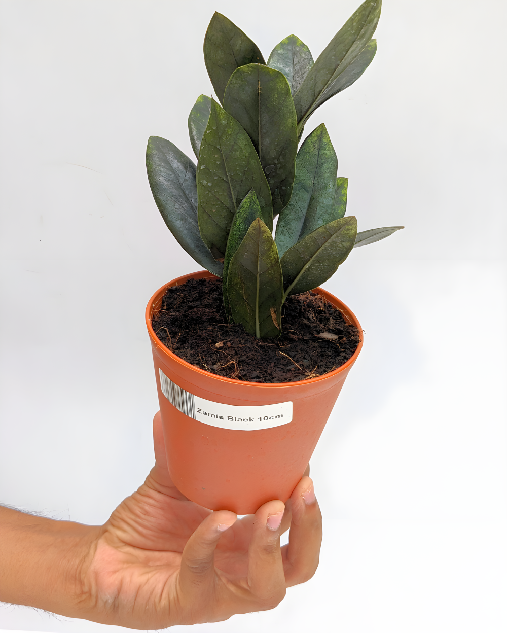 Indoor Plant Zamia Black - Divine Blossoms Orchid Boutique