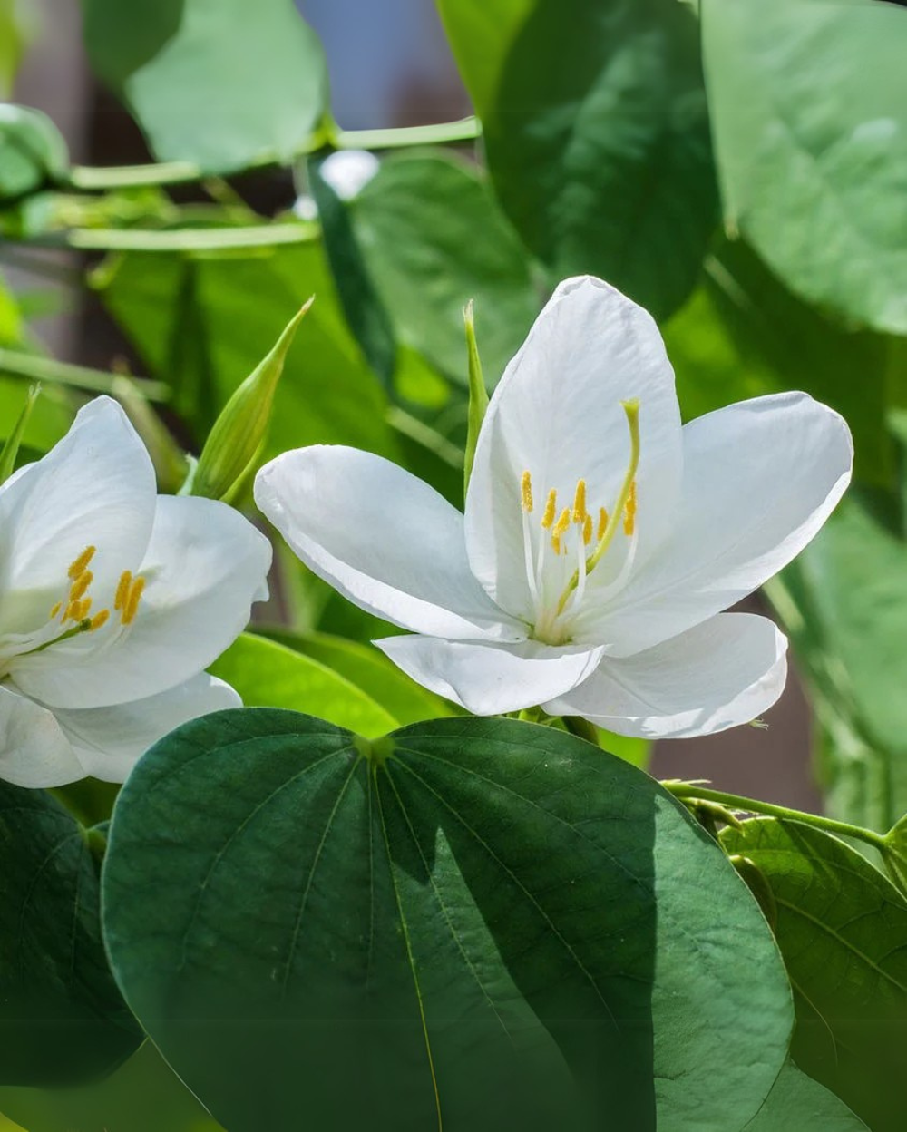 Safed Kachnar Plant, White Orchid Tree, Bauhinia acuminata Plant, सफेद ...