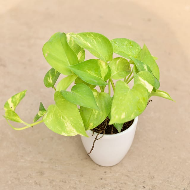 Money Plants Collection - Online Plants Cart