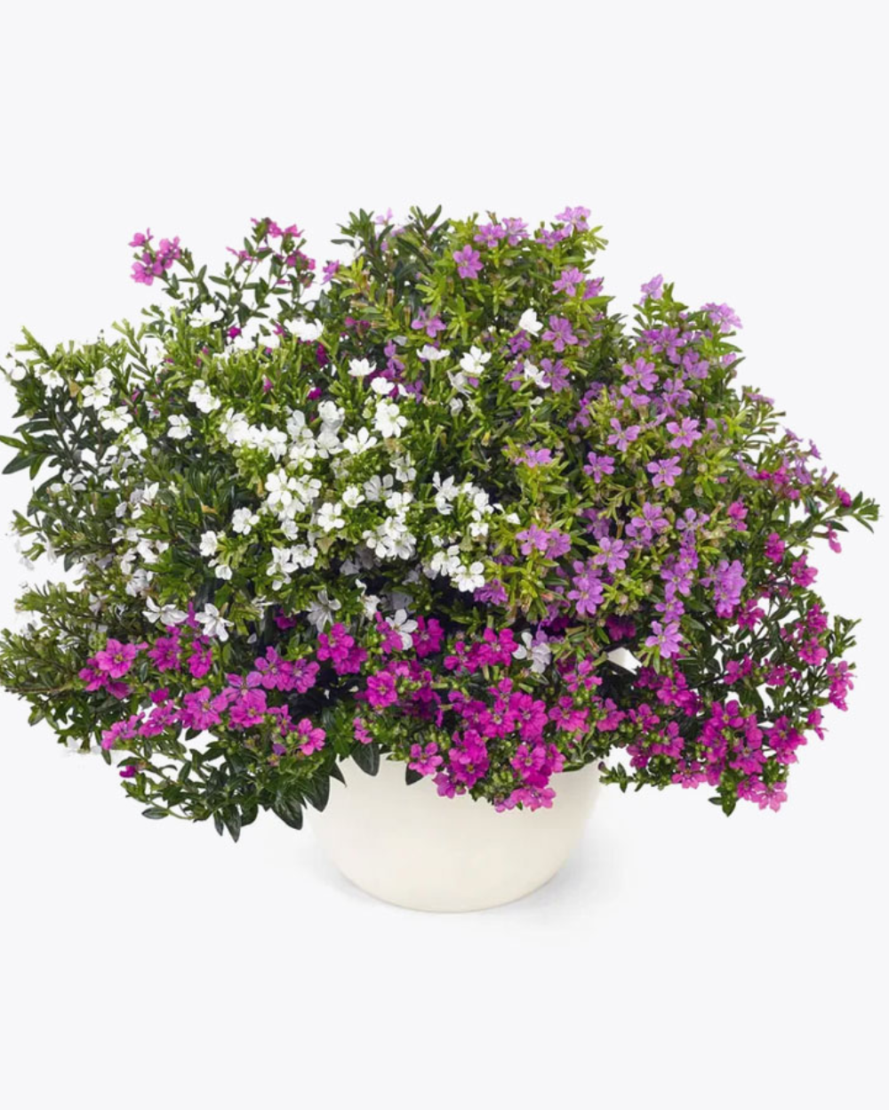 Cuphea Hyssopifolia (Kufiya / Khufiya Plant) Online Delivery in Delhi NCR